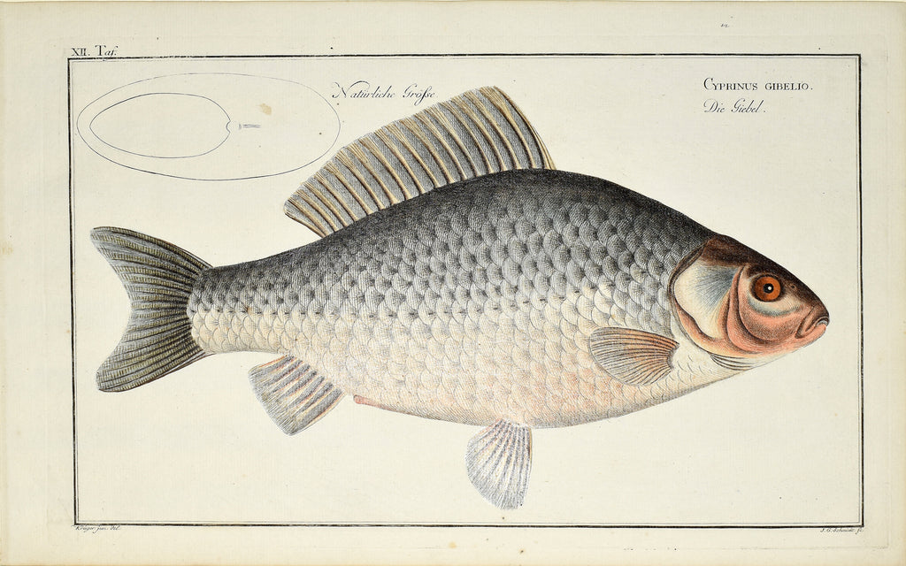 Marcus Elieser Bloch (1723-1799), Cyprinus Gibelio (Prussian Carp), Pl ...