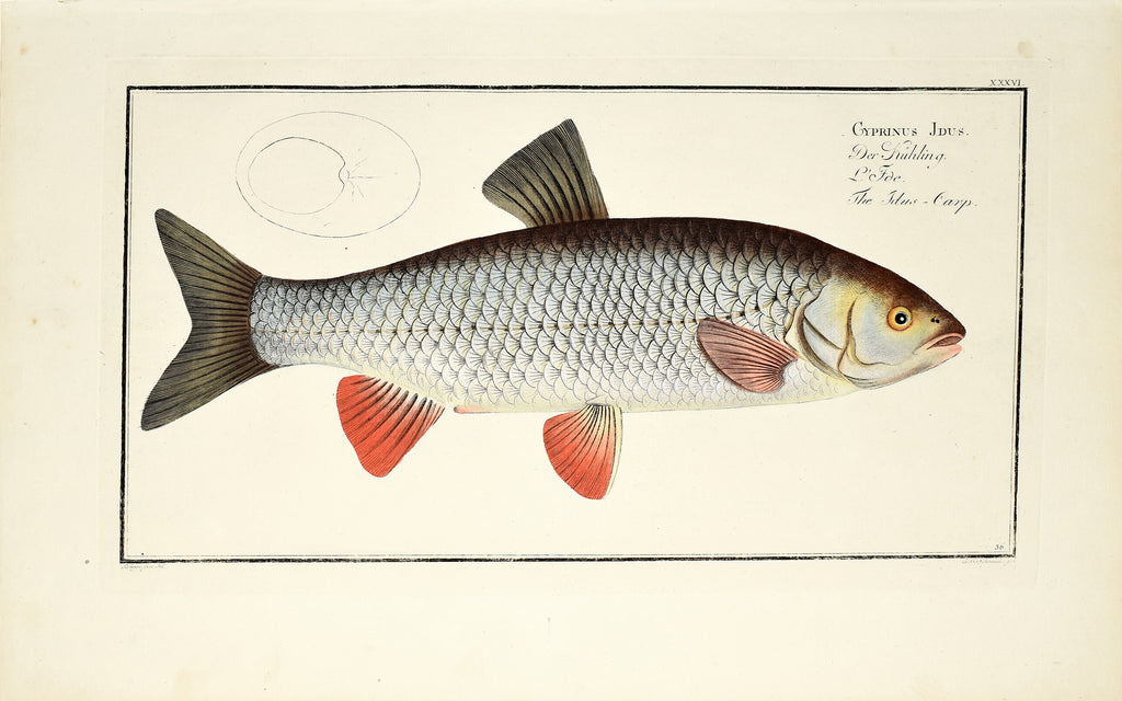 Marcus Elieser Bloch (1723-1799), Cyprinus Jdus (Judas Carp), Pl XXXVI ...