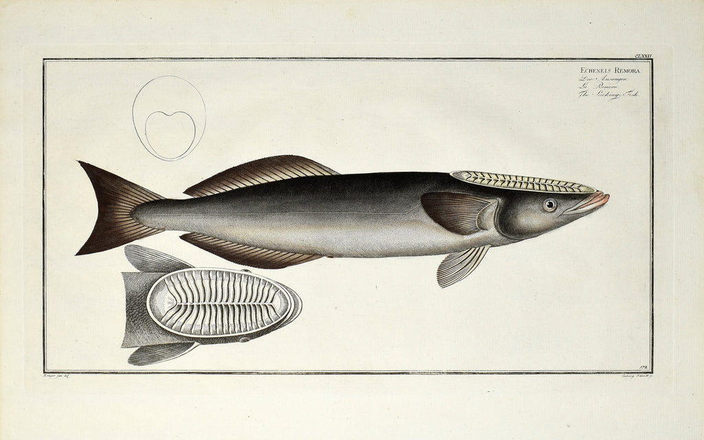 Marcus Elieser Bloch (1723-1799), Echenels Remora (Sucking Fish), Pl C ...
