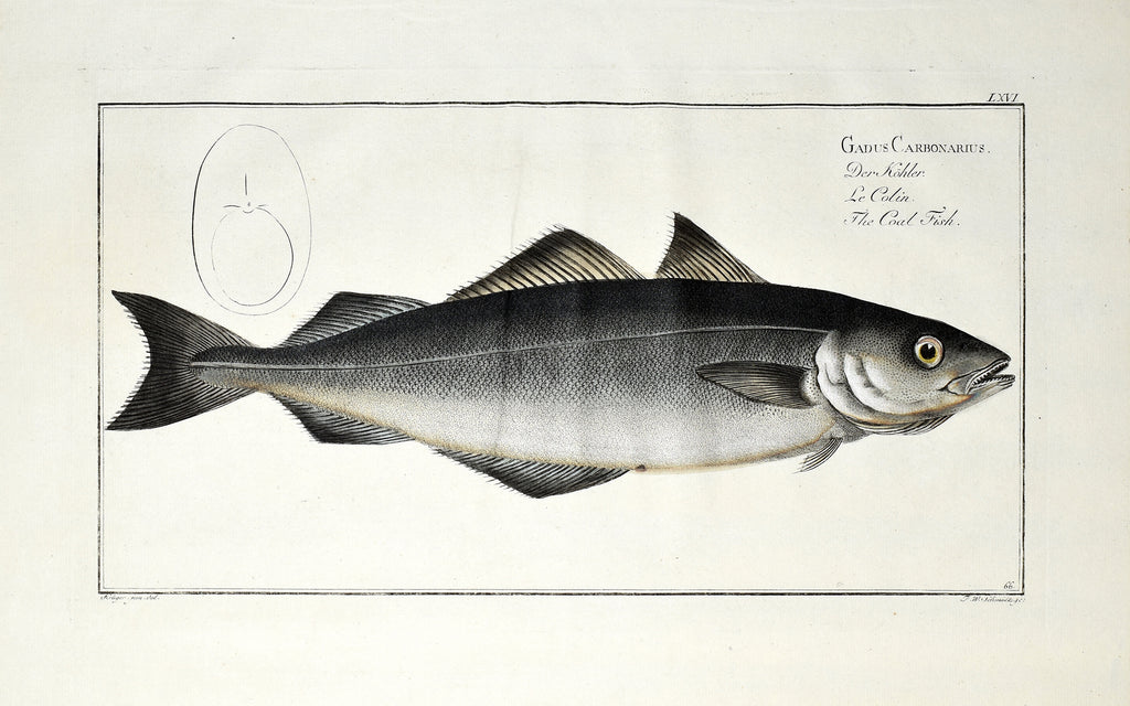 Marcus Elieser Bloch (1723-1799), Gadus Carbonarius (Coal Fish), Pl LX ...