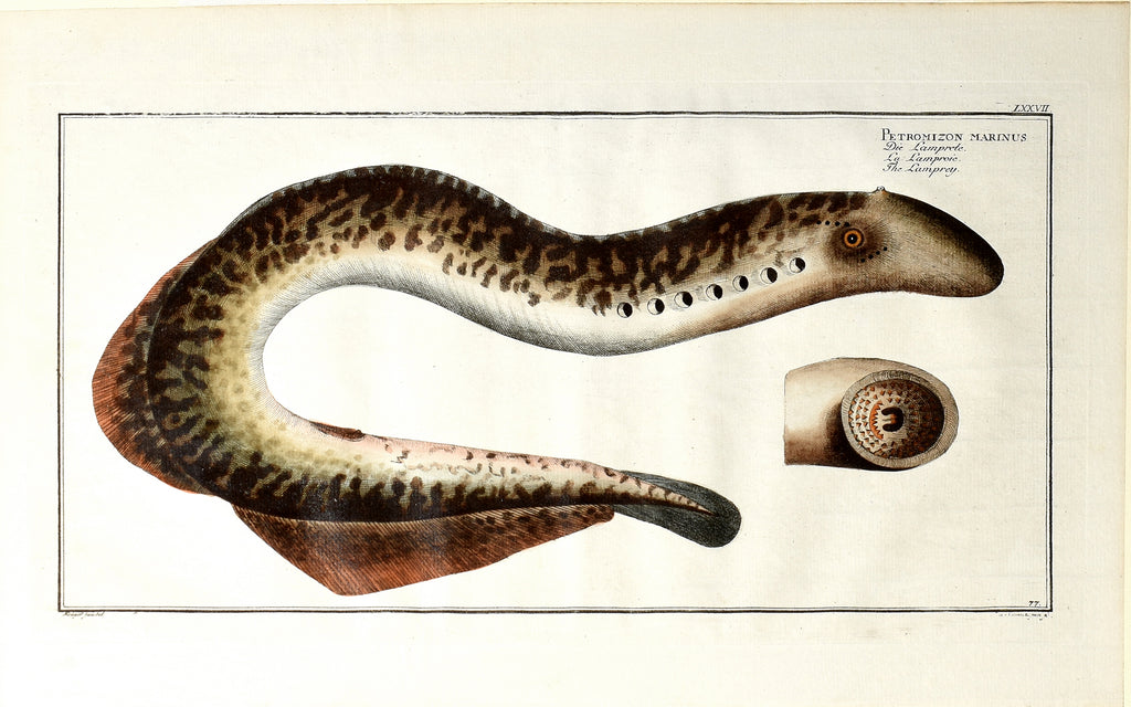 Marcus Elieser Bloch (1723-1799), Petromizon Marinus (Lamprey), PlLXXV ...