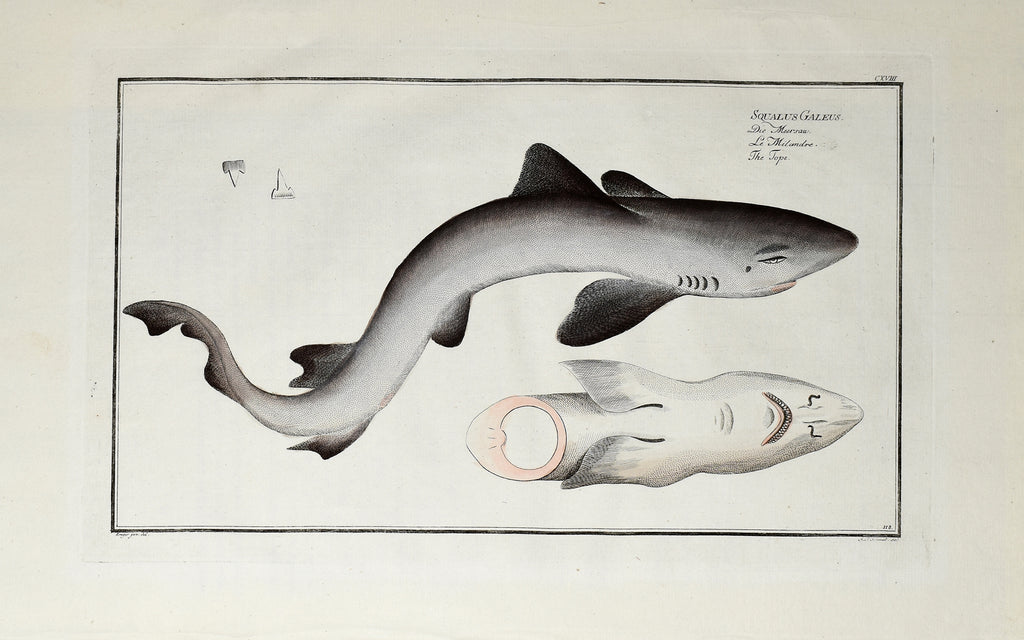 Marcus Elieser Bloch (1723-1799), Squalus Galeus (Tope), Pl CXVIII ...
