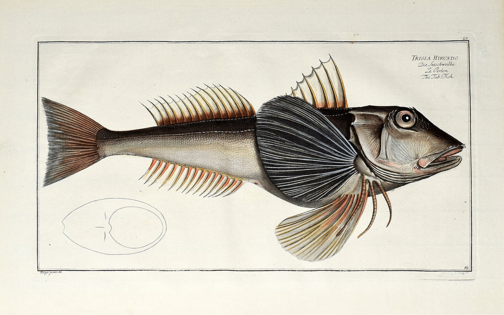 Marcus Elieser Bloch (1723-1799), Trigla Hirundo (Tub), Pl LX – Arader ...