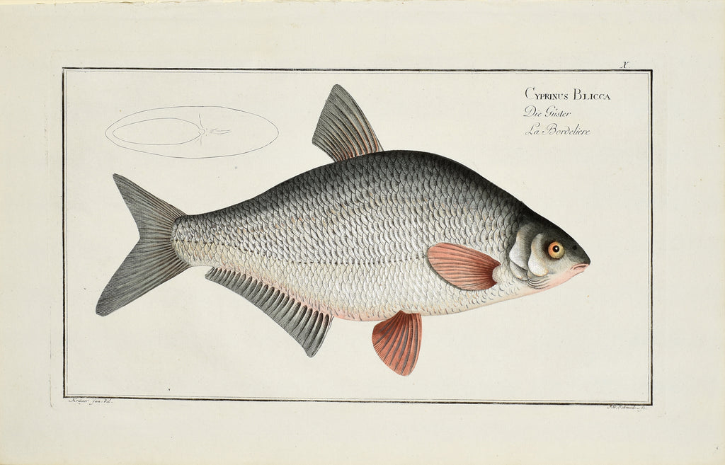 Marcus Elieser Bloch (1723-1799), Cyprinus Blicca (Silver or White Bre ...