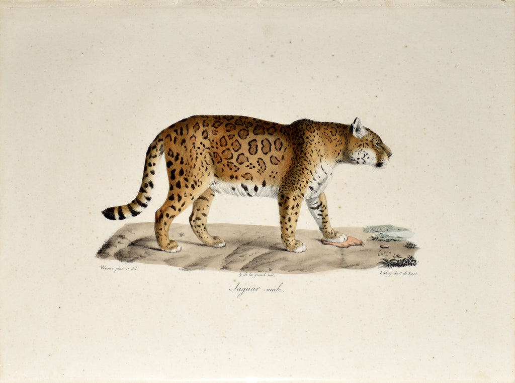 Frederic Cuvier (1769-1832) & Geoffroy Saint-Hilaire (1772-1844), Jagu ...