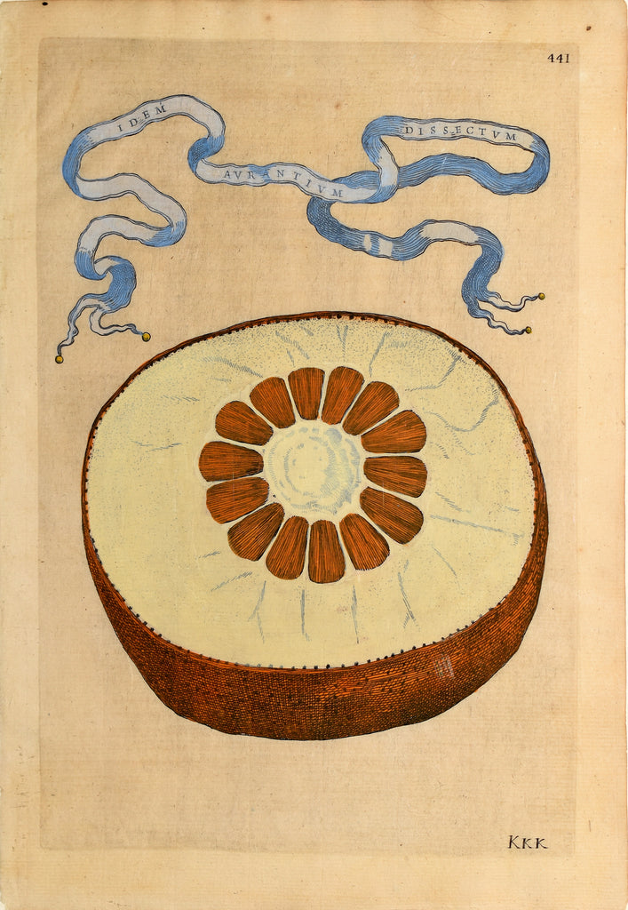 Giovanni Battista Ferrari (c. 1582 – 1655), editor, Plate 441 – Arader ...