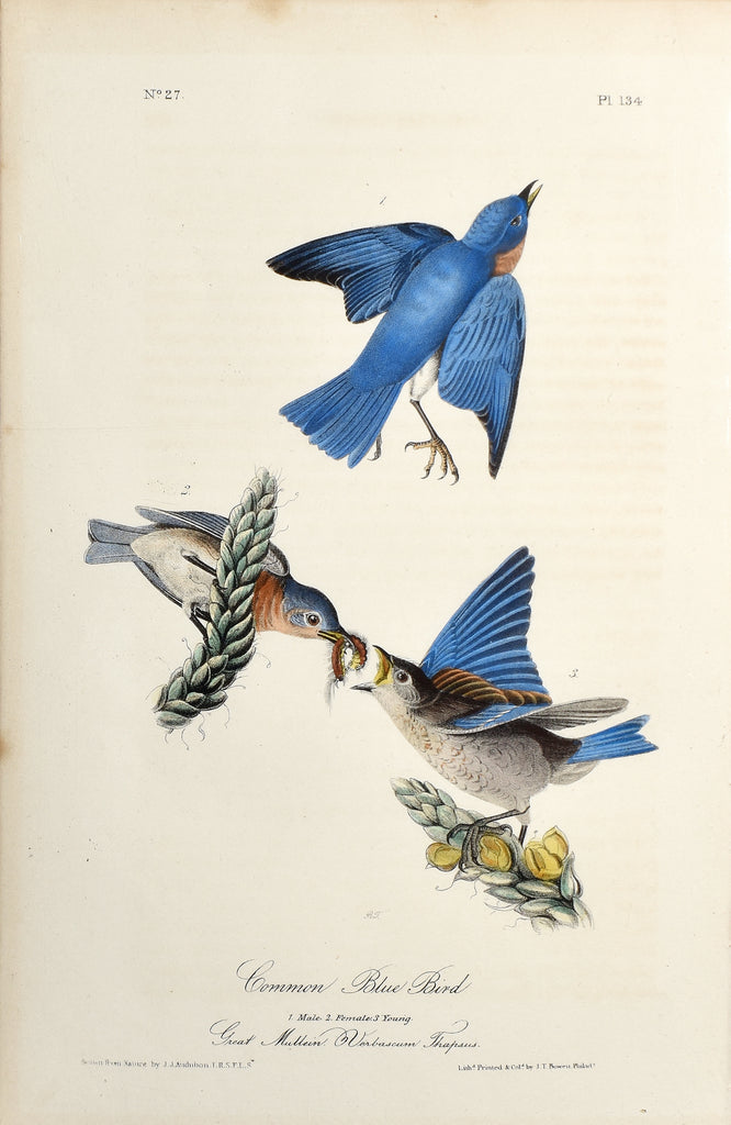 John James Audubon (American, 1785-1851), Pl 134 - Common Blue Bird ...