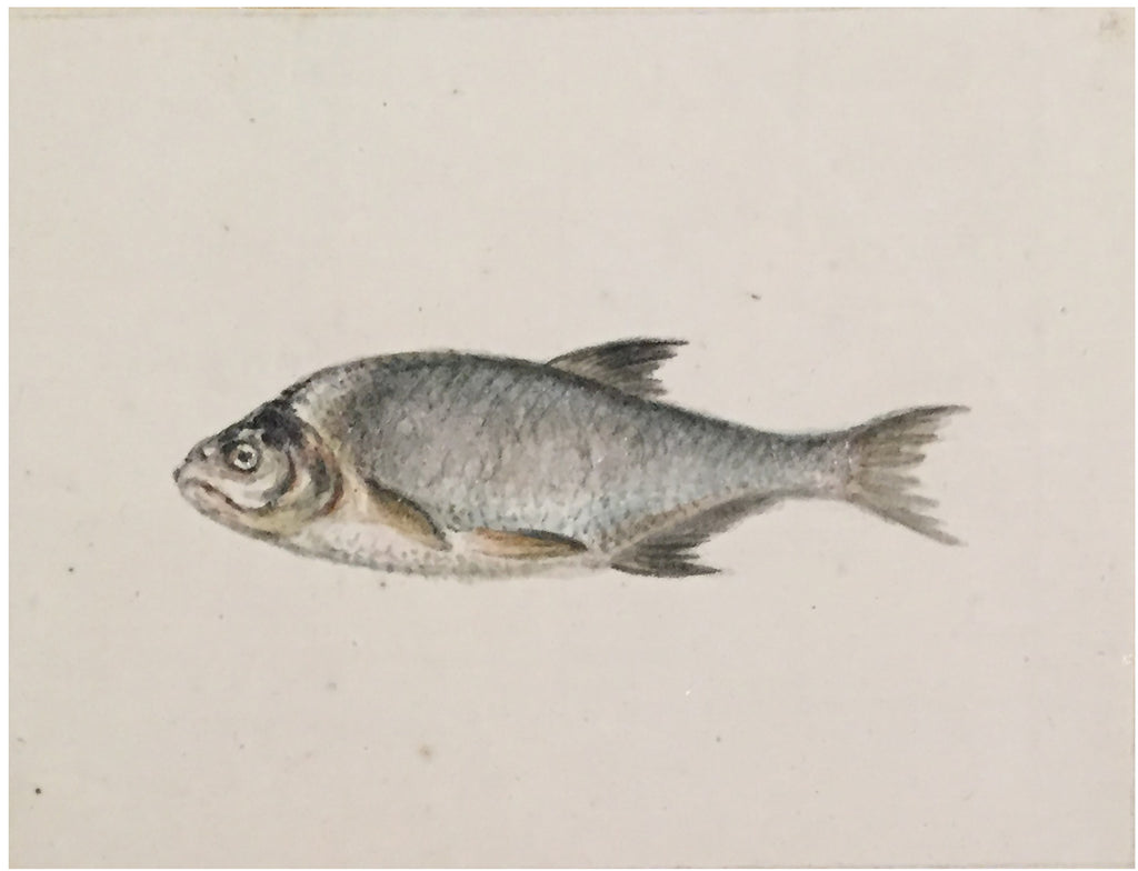 DUTCH SCHOOL, (17th CENTURY), An Album of 39 Watercolors of Fish and O ...