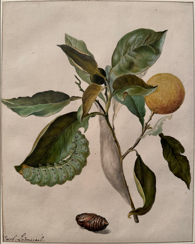 Jacob L’Admiral (Dutch, 1700–1770), Pupae and Citrus Plant – Arader ...