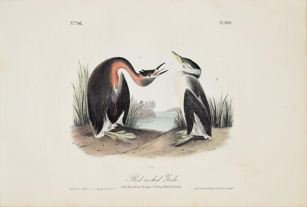 John James Audubon (American, 1785-1851), Pl 480 - Red-necked Grebe ...
