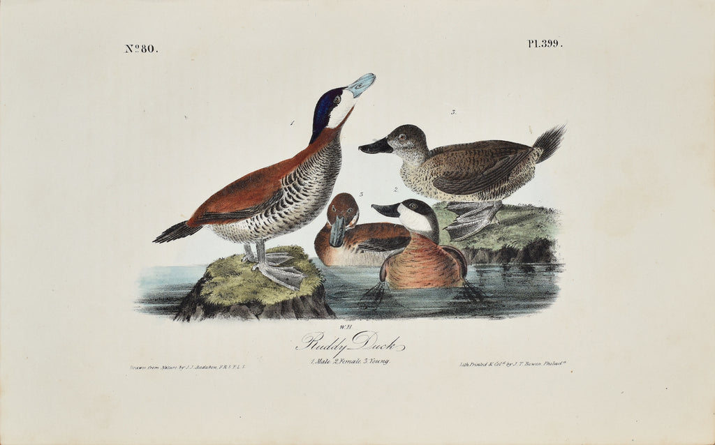 John James Audubon (American, 1785-1851), Pl 399 - Ruddy Duck – Arader ...