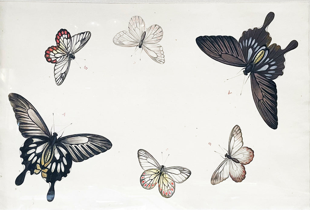 NICOLAAS STRUYK, ATTRIBUTED TO (DUTCH, 1686-1769), Six Butterflies ...