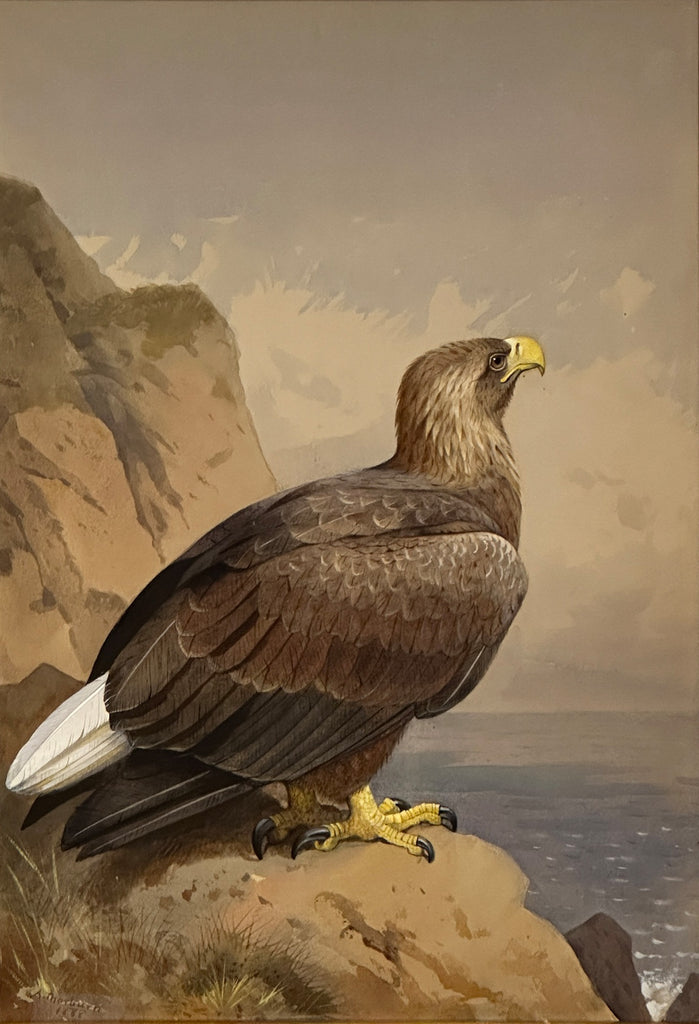 Archibald Thorburn, (British, 1860-1935), Sea Eagle, 1883 – Arader ...