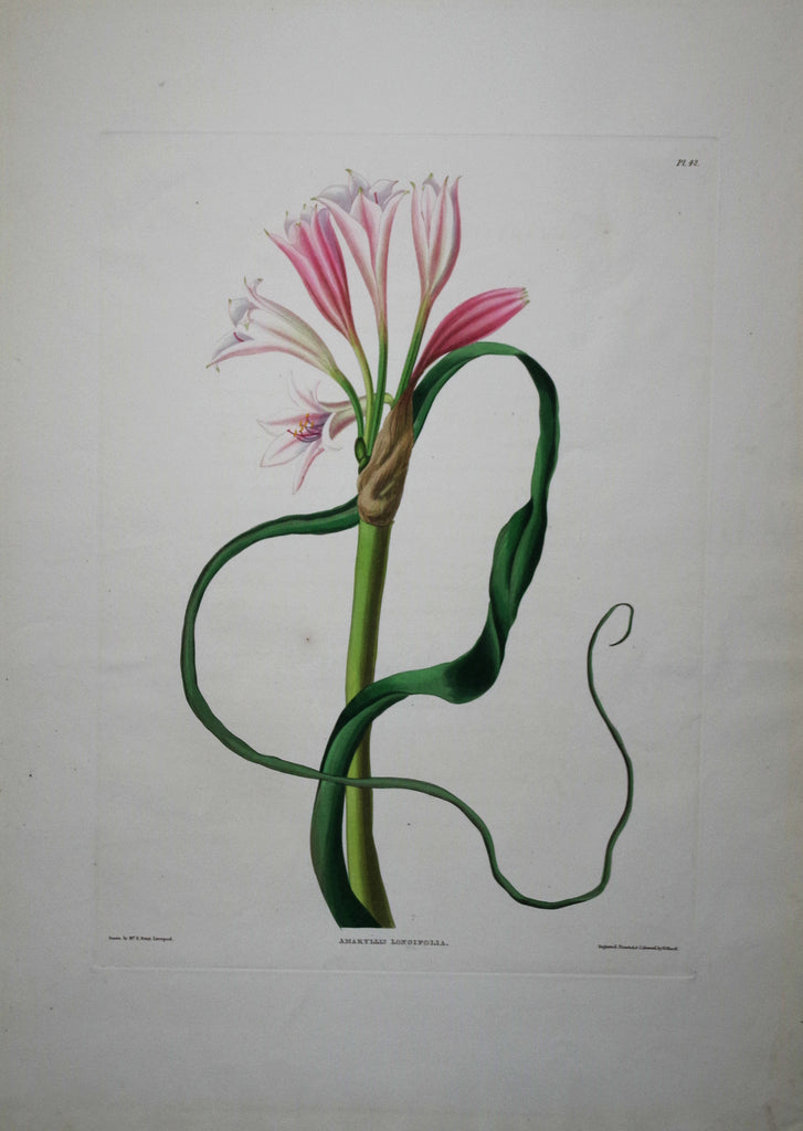 Priscilla Susan Bury (1799-1872), Amaryllis Longifolia 42 – Arader ...