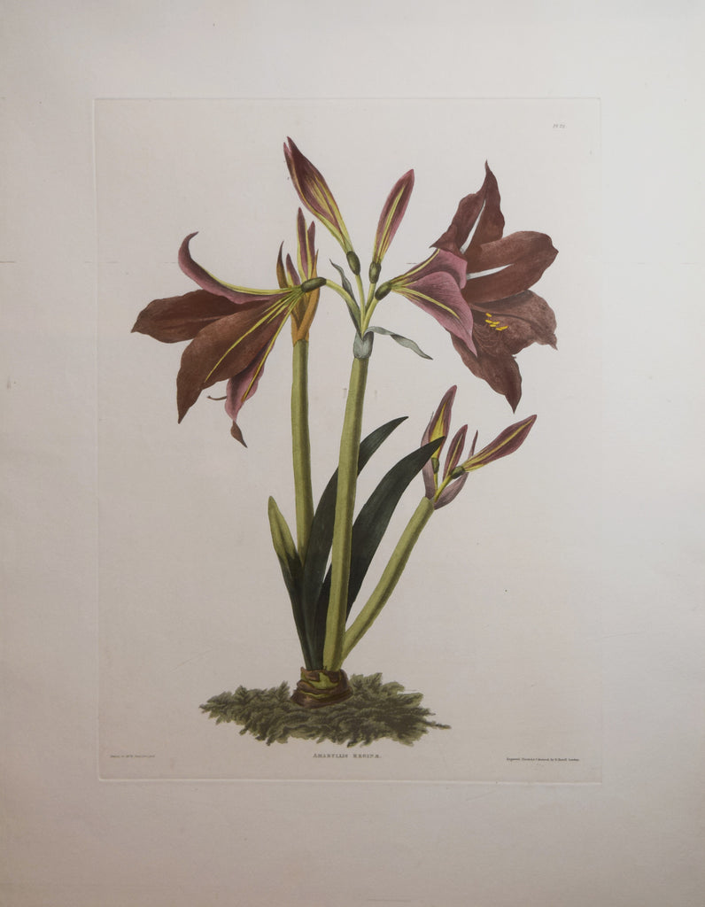 Priscilla Susan Bury (1799-1872), Amaryllis Regina 24 – Arader Galleries