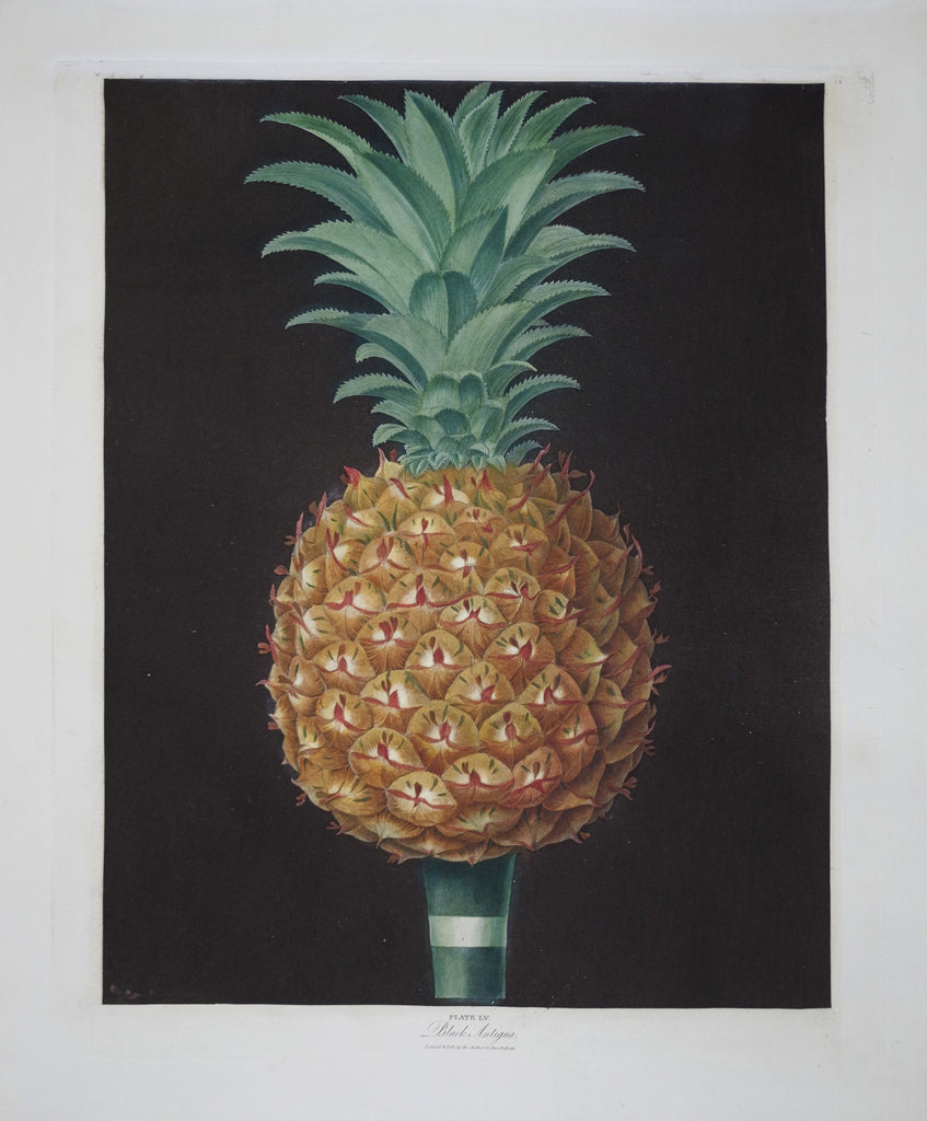 George Brookshaw (1751-1823), Black Antigua Pineapple, Pl LV – Arader ...