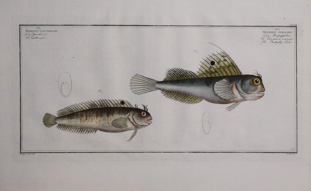 Marcus Elieser Bloch (1723-1799), Blennius Gattorugine & Blennius Ocel ...