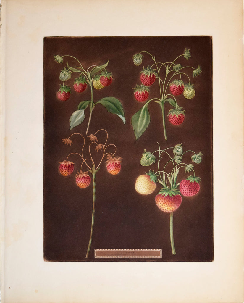 George Brookshaw (1751-1823), Plate I – Arader Galleries