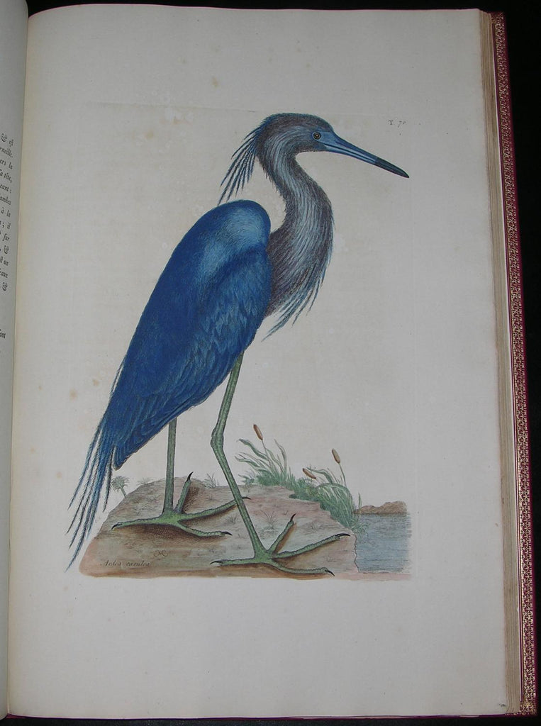 Mark Catesby (1683-1749), The Natural History of Carolina, Florida and ...