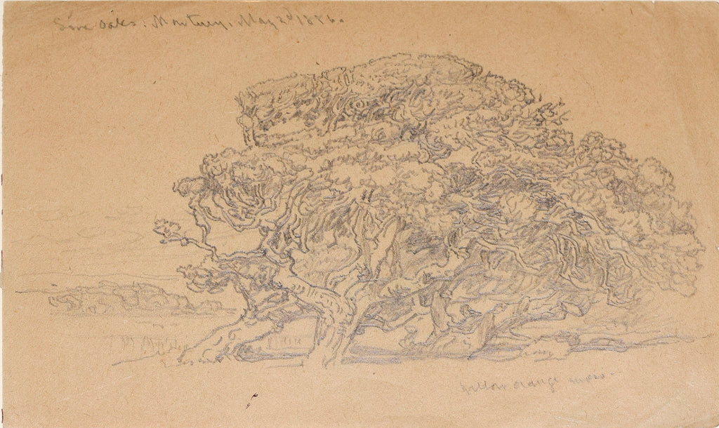 Samuel Colman (1832-1920), Oak Trees, Monterey, Mexico – Arader Galleries