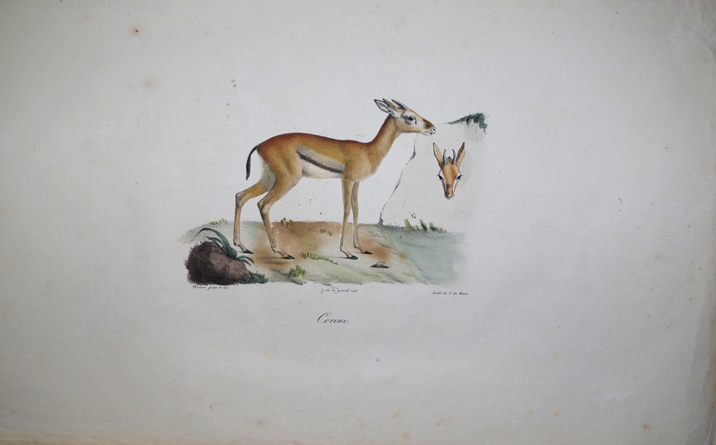 Frederic Cuvier (1769-1832) & Geoffroy Saint-Hilaire (1772-1844), Cori ...