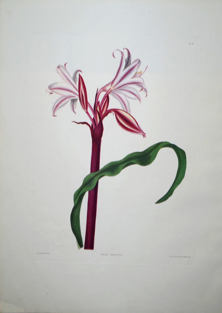 Priscilla Susan Bury (1799-1872), Crinum Zeylanicum 29 – Arader Galleries