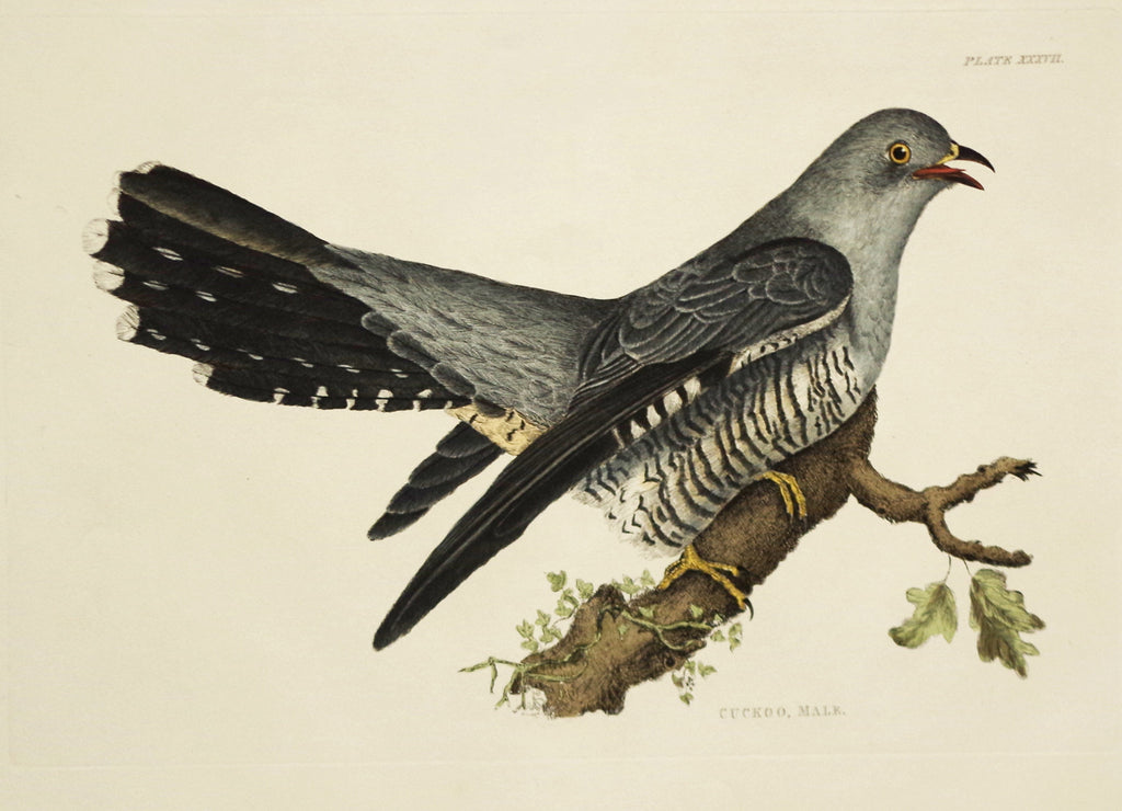 Prideaux John Selby (1788-1867), Cuckoo Male Plt XXXVII – Arader Galleries