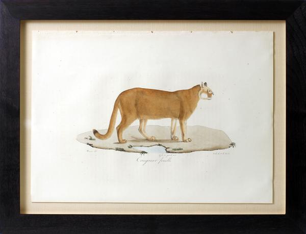 Frederic Cuvier (1769-1832) & Geoffroy Saint-Hilaire (1772-1844), Coug ...