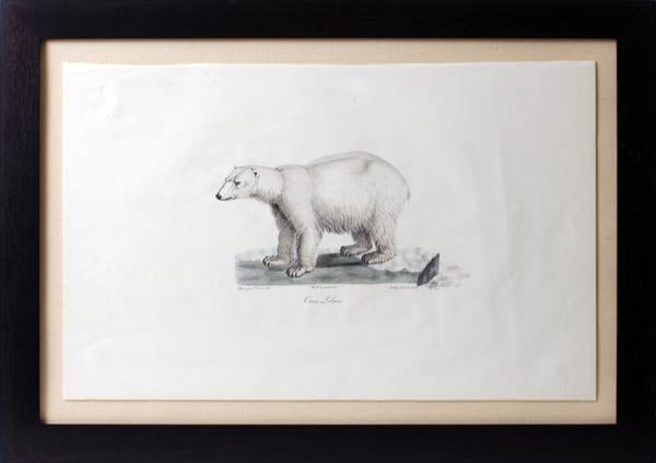 Frederic Cuvier (1769-1832) & Geoffroy Saint-Hilaire (1772-1844), Ours ...