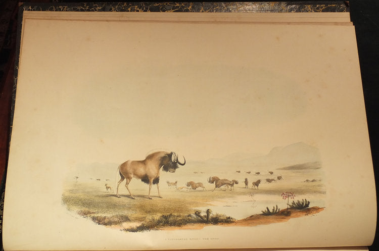 Captain W. Cornwallis Harris (1807-1848), Portraits of the Game and Wi ...