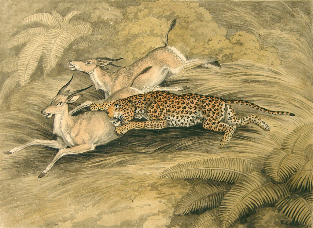 Samuel Howitt (British, 1765-1822), Panther on the Hunt – Arader Galleries