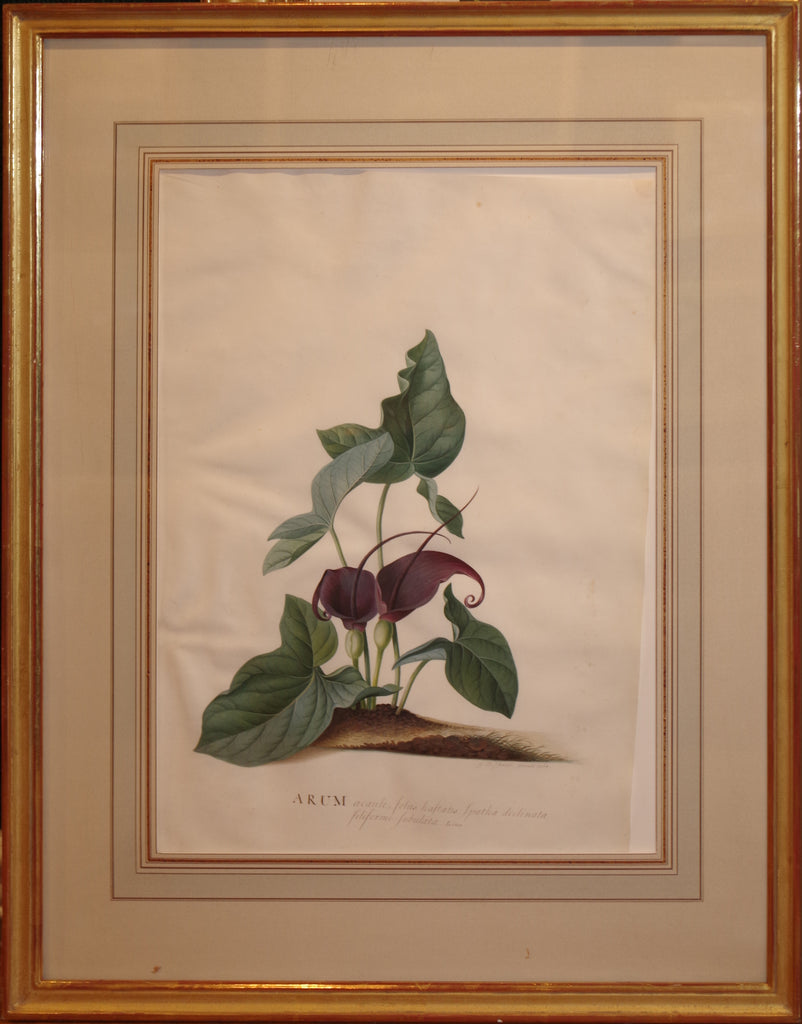 Georg Dionysius Ehret (German, 1708-1770), “Arum” – Arader Galleries