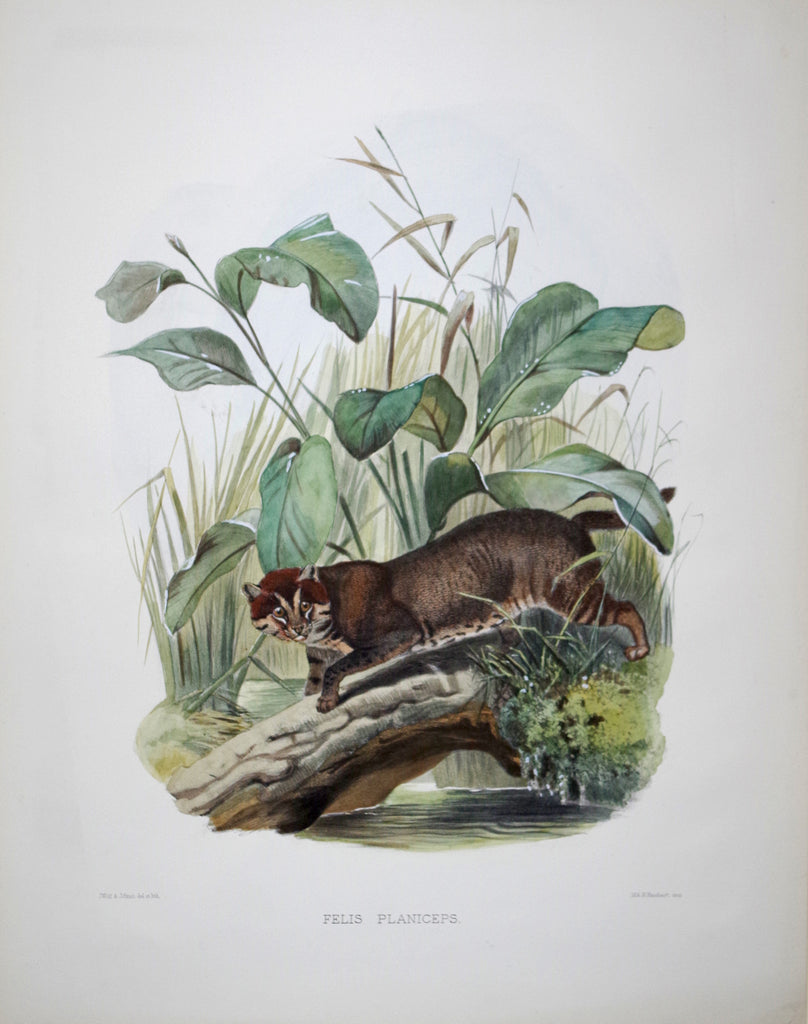 Daniel Giraud Elliot (1835-1915), Felis Planiceps – Arader Galleries