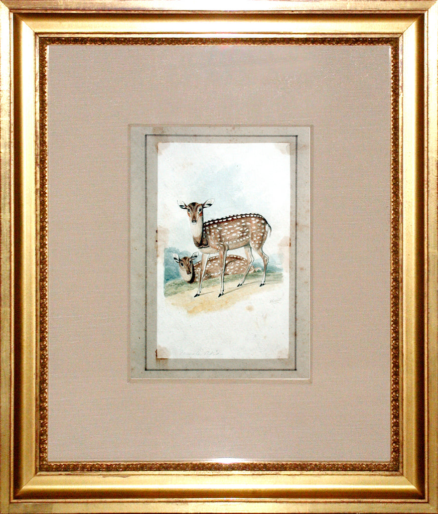 Samuel Howitt (British, 1765-1822) Axis, female – Arader Galleries