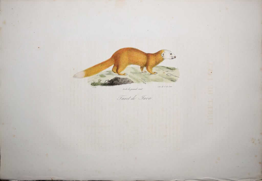 Frederic Cuvier (1769-1832) & Geoffroy Saint-Hilaire (1772-1844), Fure ...