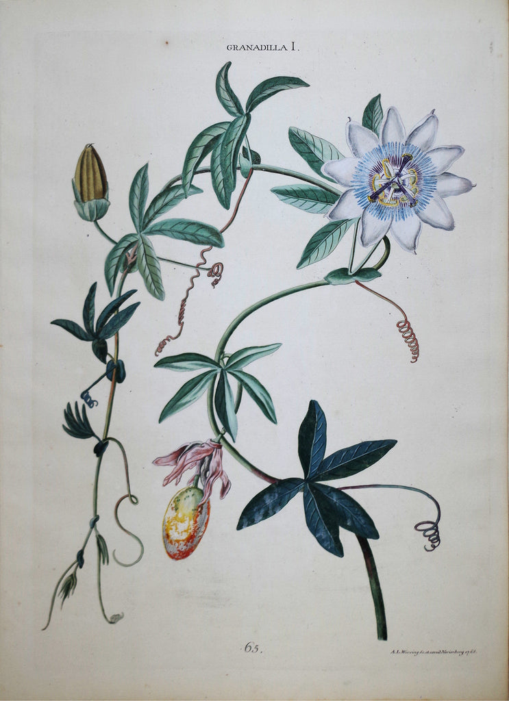 Georg Ehret (1708-1770), Granadilla I P65 – Arader Galleries