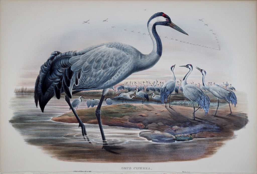 John Gould (1804-1881), Grus Cinerea – Arader Galleries