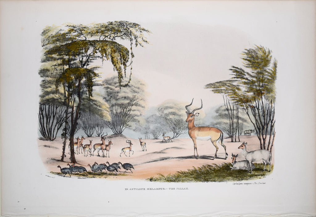 Captain W. Cornwallis Harris (1807-1848), Plate XV The Pallah – Arader ...
