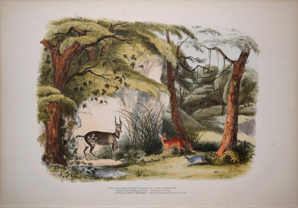 Captain W. Cornwallis Harris (1807-1848), Plate XXVI The Bushbuck, The ...