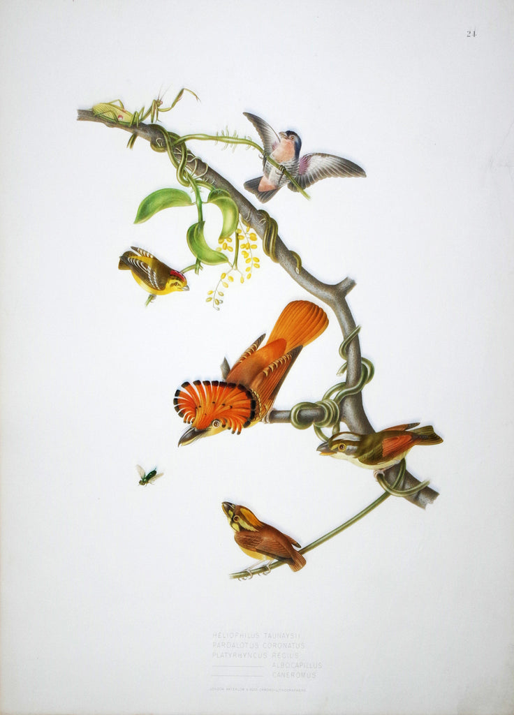 Jean Théodore Descourtilz (1796-1855), Heliophilus Taunaysii 24 ...