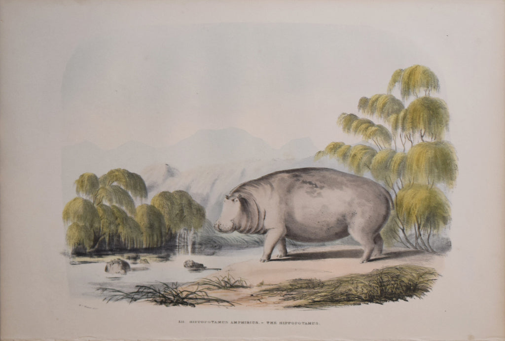 Captain W. Cornwallis Harris (1807-1848), Plate XII The Hippopotamus ...