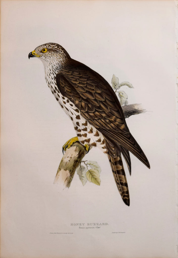John Gould (1804-1881), Honey Buzzard – Arader Galleries