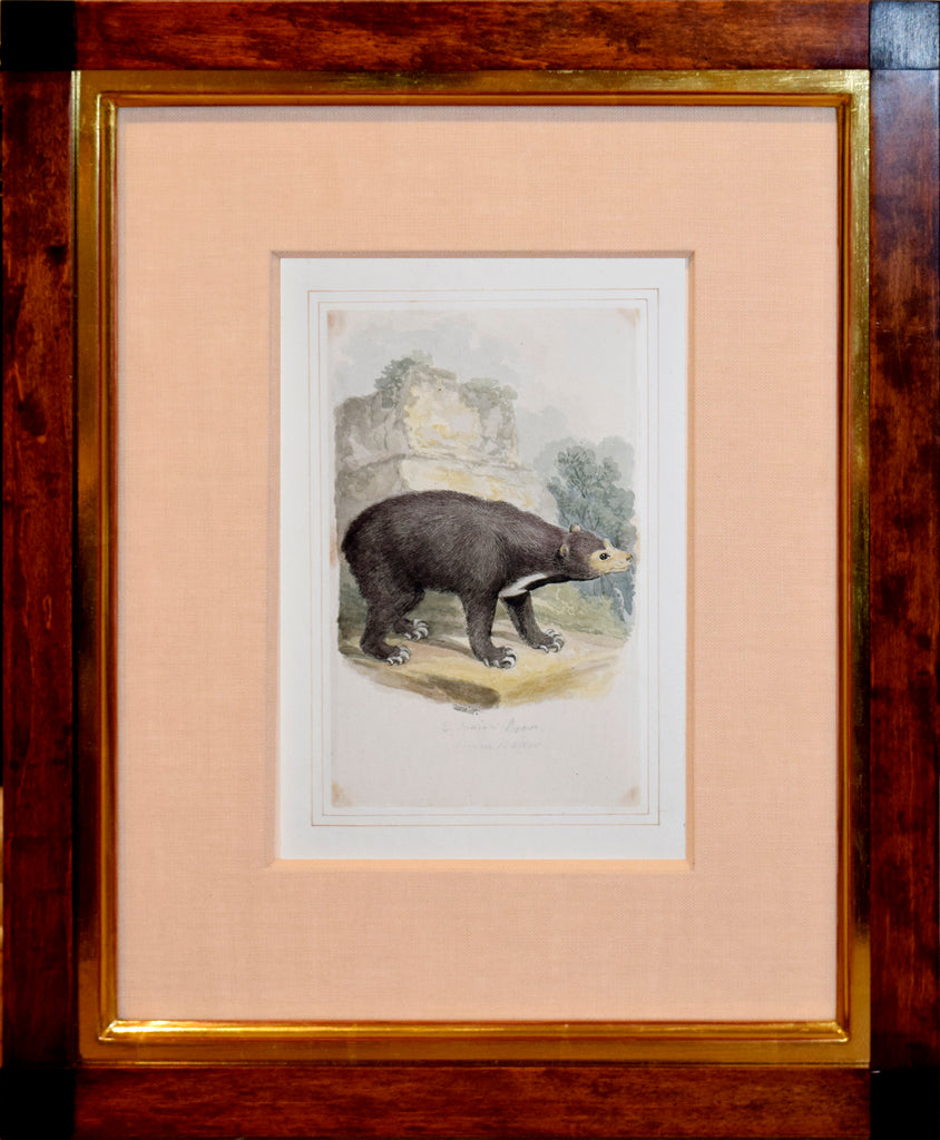 Samuel Howitt (British, 1765-1822), East Indian Bear – Arader Galleries