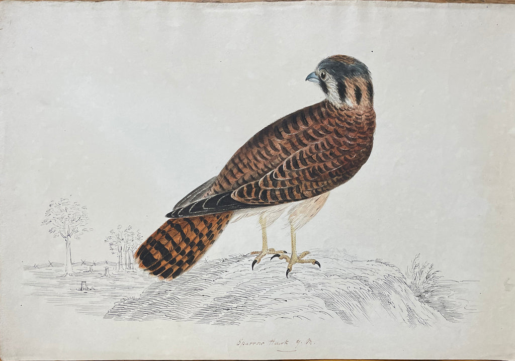 William Pope (British/Canadian, 1811-1902), Sparrow Hawk y.m. (young m ...