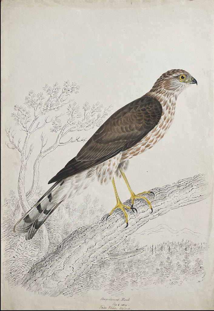 William Pope (British/Canadian, 1811-1902), Sharp Shinned Hawk Sept 6 ...
