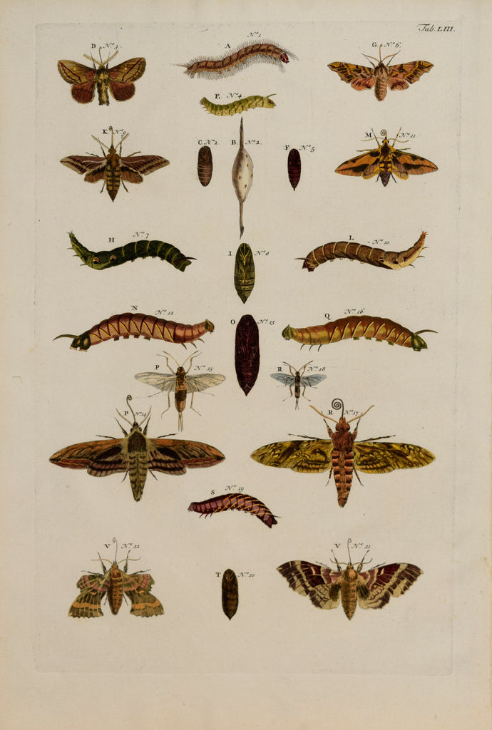 Albertus Seba (1665-1736) Tab LIII [Insects] – Arader Galleries