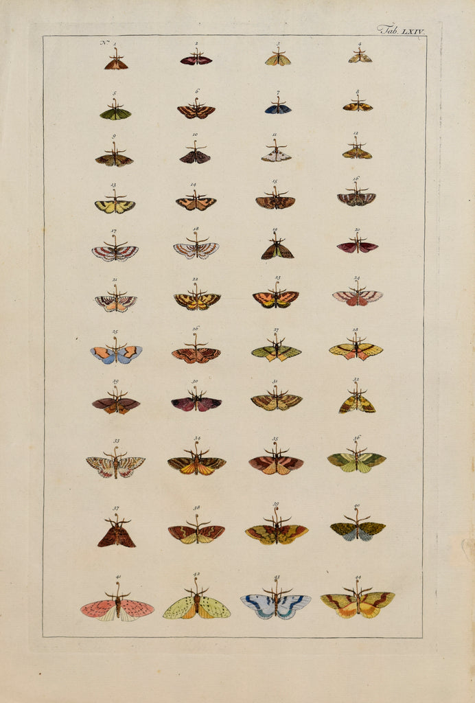 Albertus Seba (1665-1736) Tab LXIV – Arader Galleries