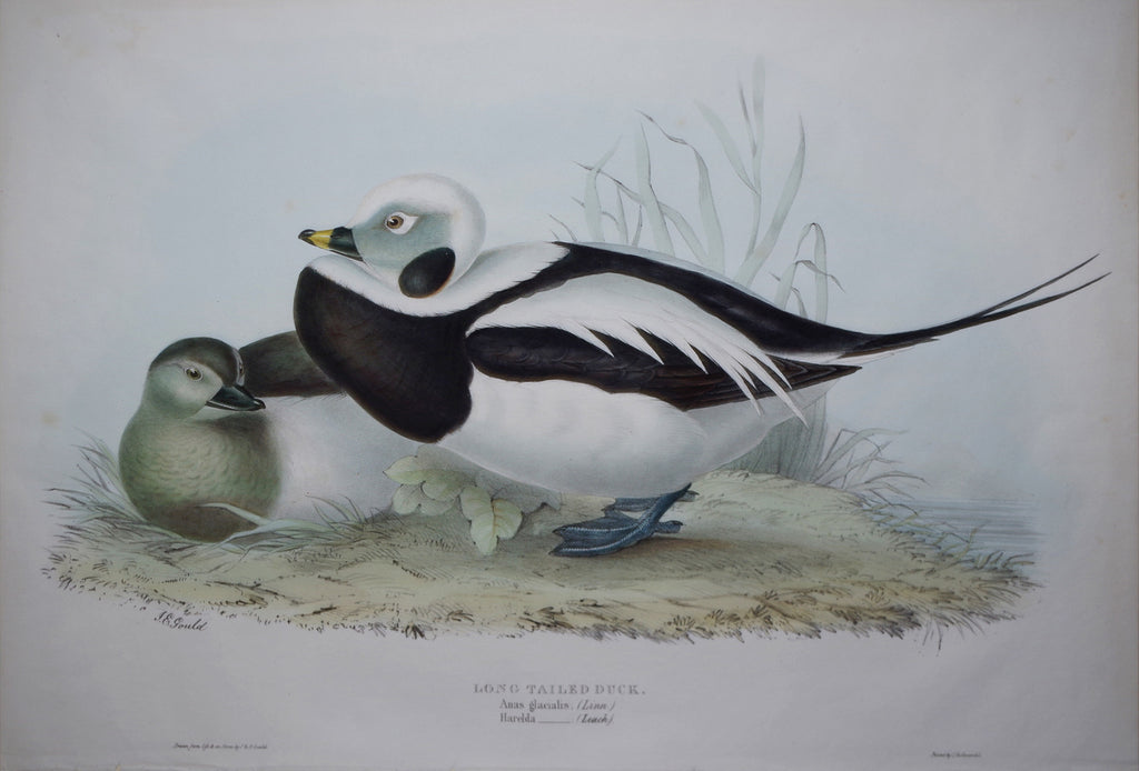 John Gould (1804-1881), Long-tailed duck – Arader Galleries