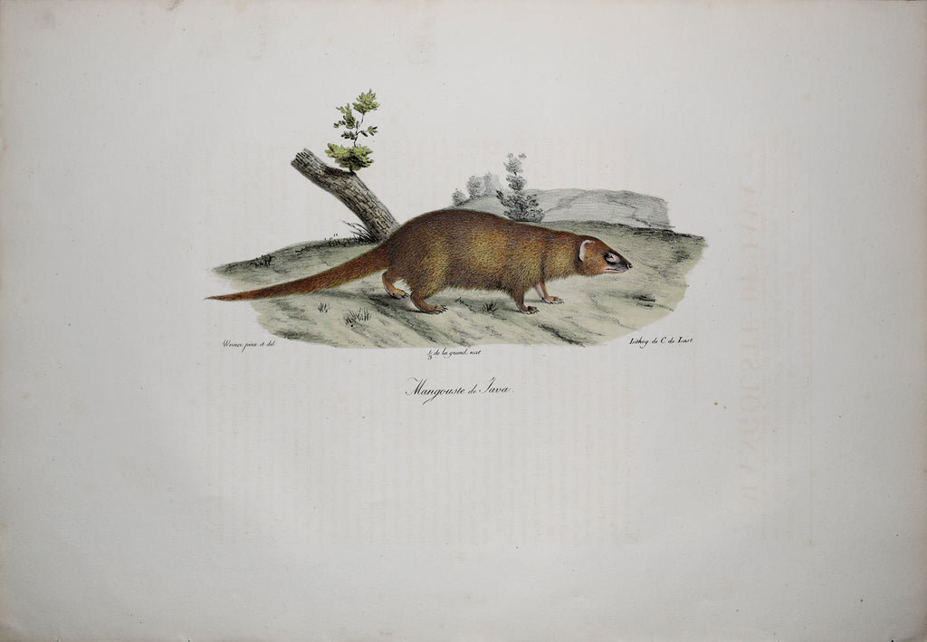Frederic Cuvier (1769-1832) & Geoffroy Saint-Hilaire (1772-1844), Mang ...