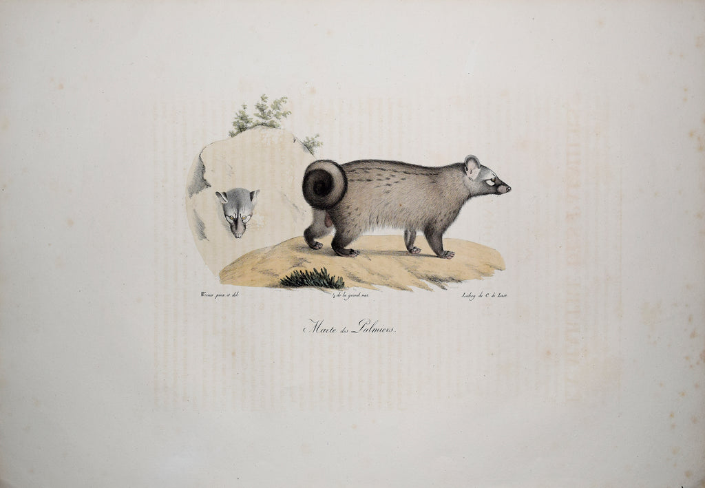 Frederic Cuvier (1769-1832) & Geoffroy Saint-Hilaire (1772-1844), Mart ...